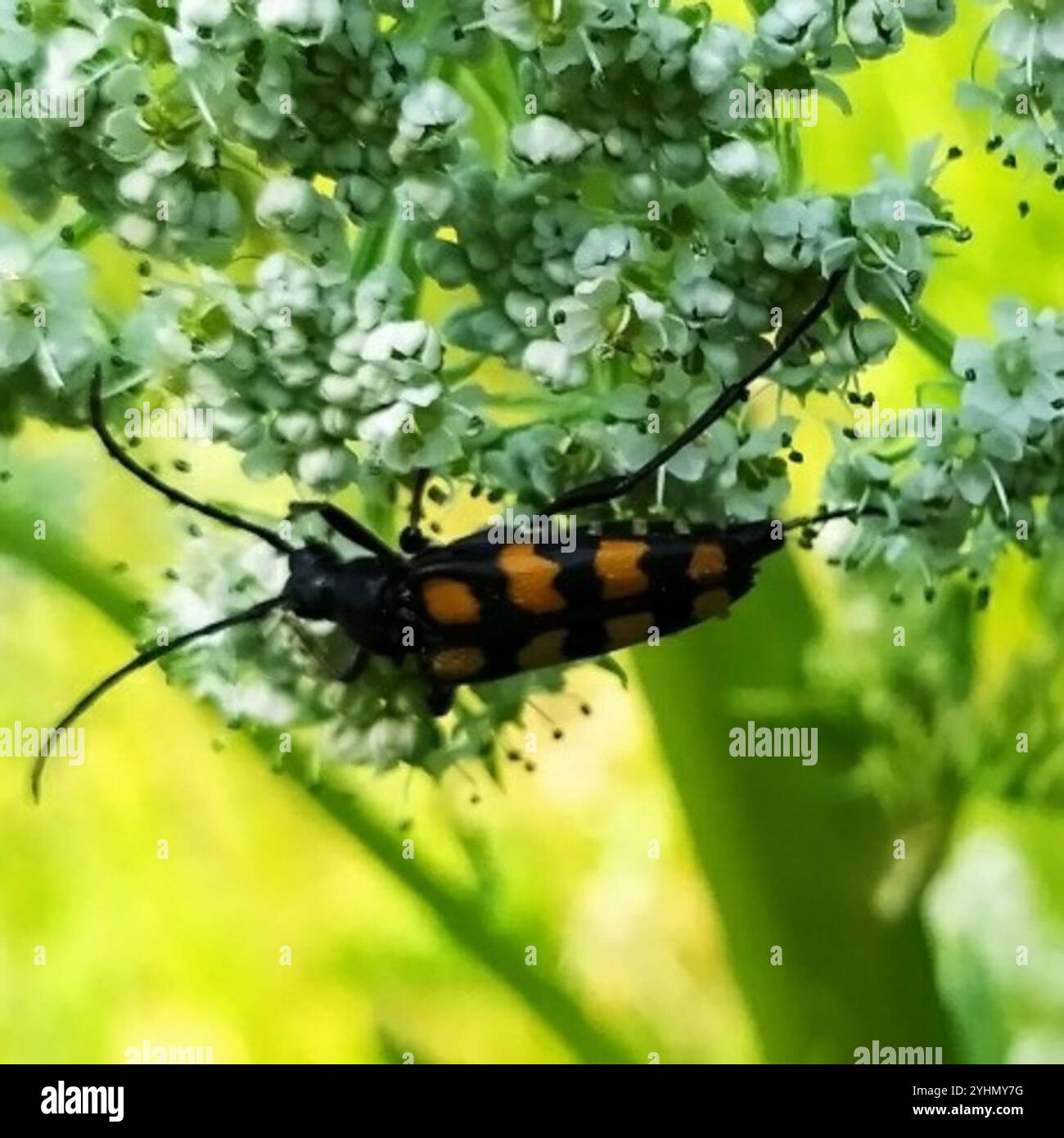 four-banded longhorn beetle (Leptura quadrifasciata Stock Photo - Alamy
