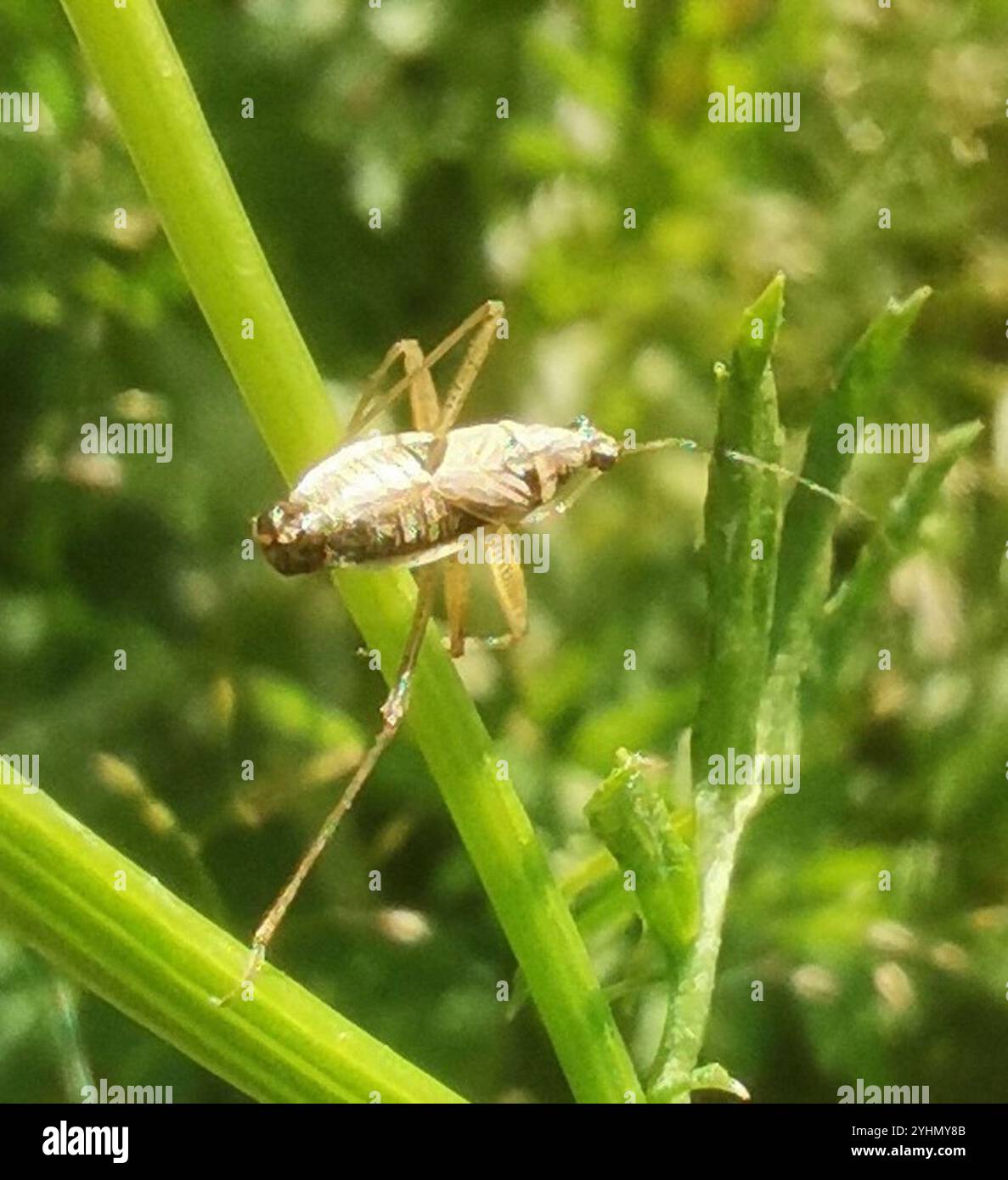 Broad Damsel Bug (Nabis flavomarginatus Stock Photo - Alamy