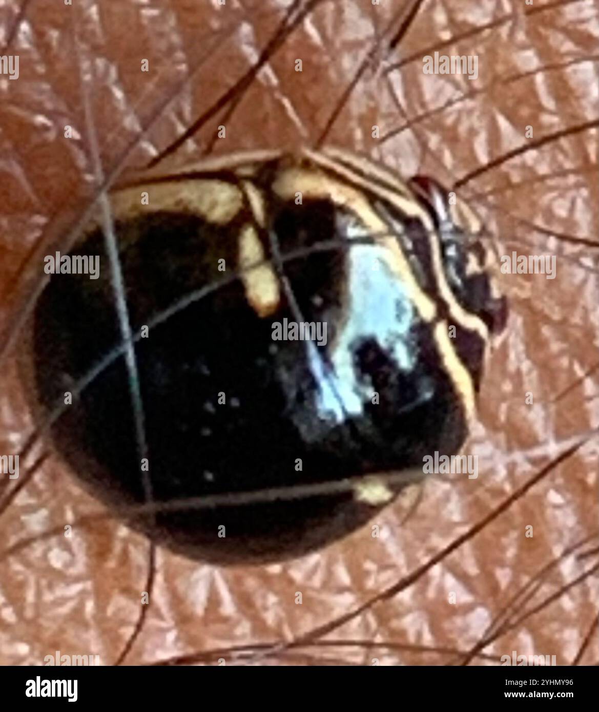 Black stink bug hi-res stock photography and images - Alamy