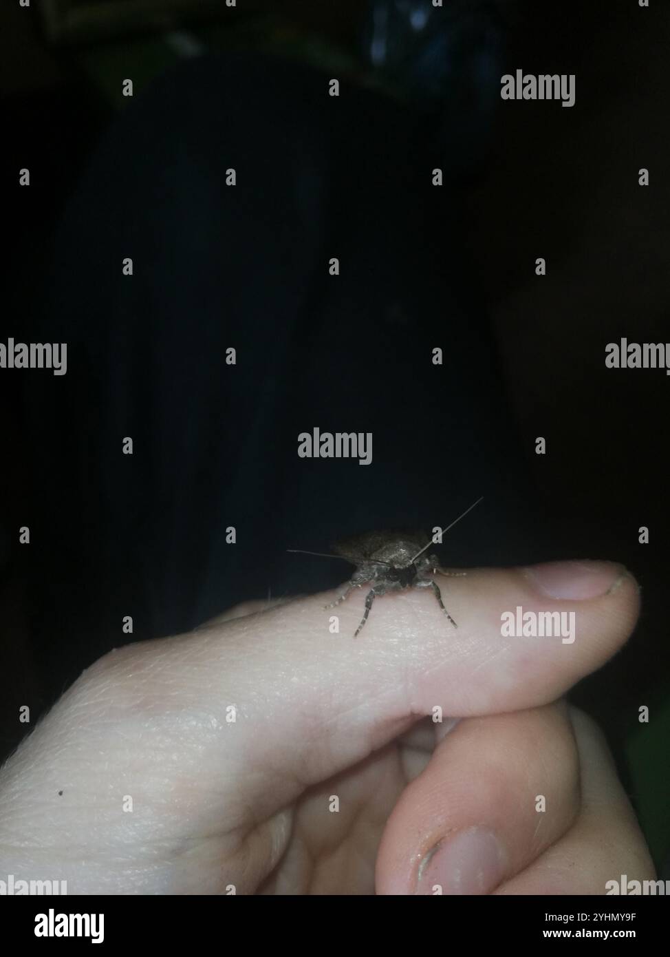 Mouse Moth (Amphipyra tragopoginis Stock Photo - Alamy