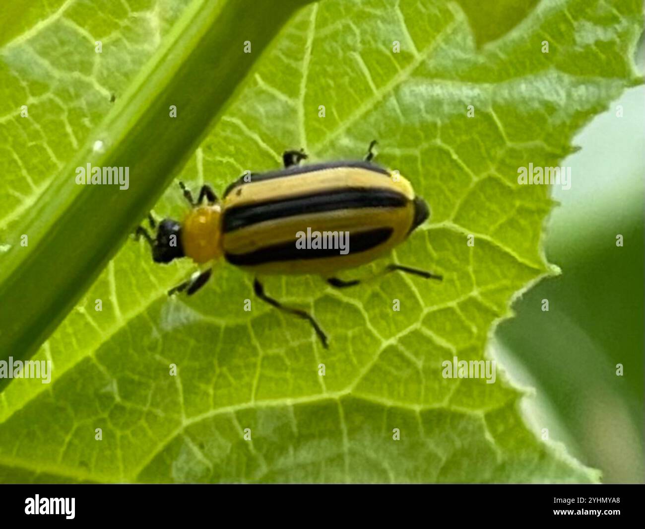 Striped Cucumber Beetle (Acalymma vittatum Stock Photo - Alamy