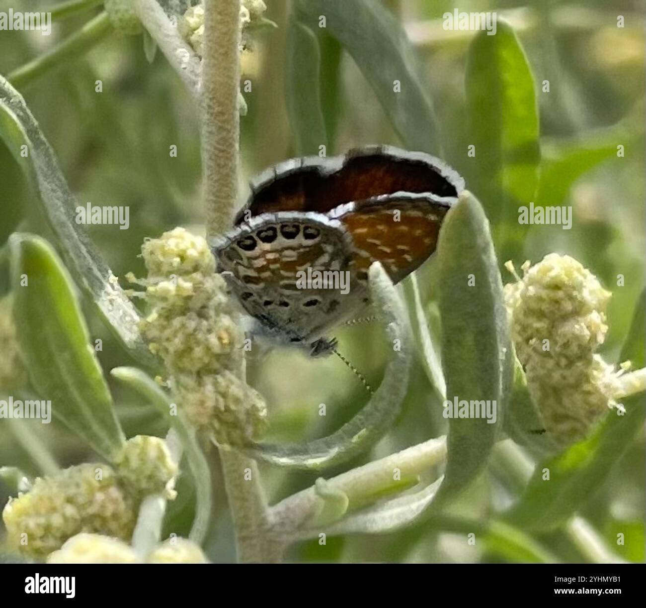 Western Pygmy-Blue (Brephidium exilis Stock Photo - Alamy