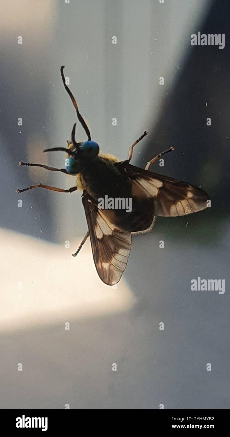 Twin-lobed Deer Fly (Chrysops relictus Stock Photo - Alamy
