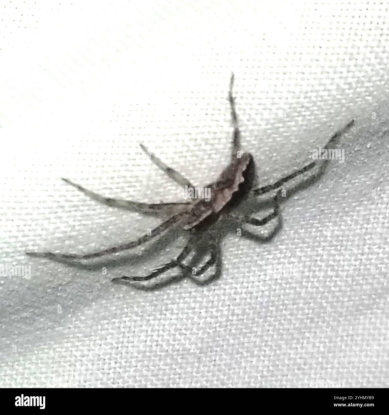 American Nursery Web Spider (Pisaurina mira Stock Photo - Alamy