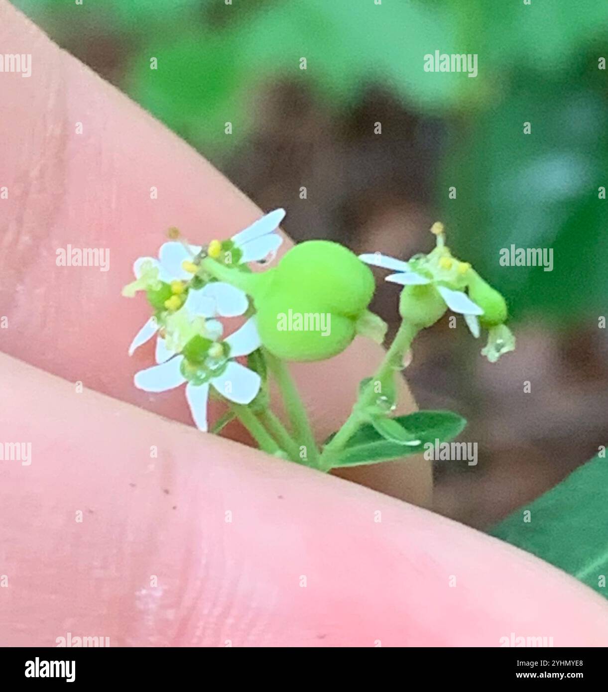 False Flowering Spurge (Euphorbia pubentissima Stock Photo - Alamy