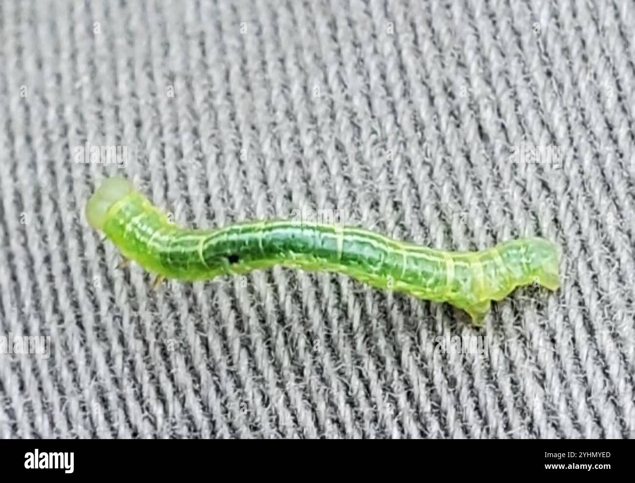 Geometer Moths (Geometridae Stock Photo - Alamy