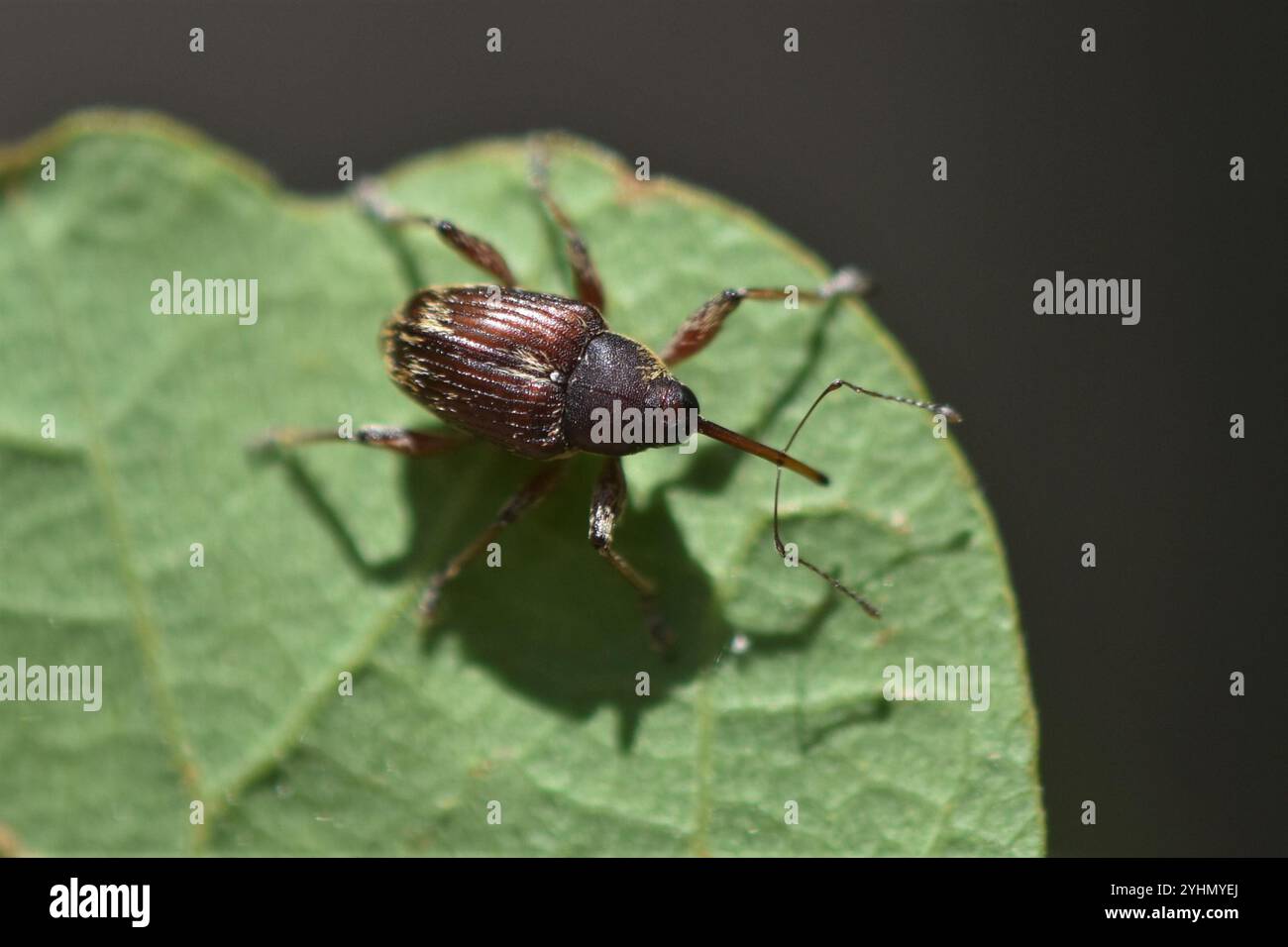 Nut and Acorn Weevils (Curculio Stock Photo - Alamy