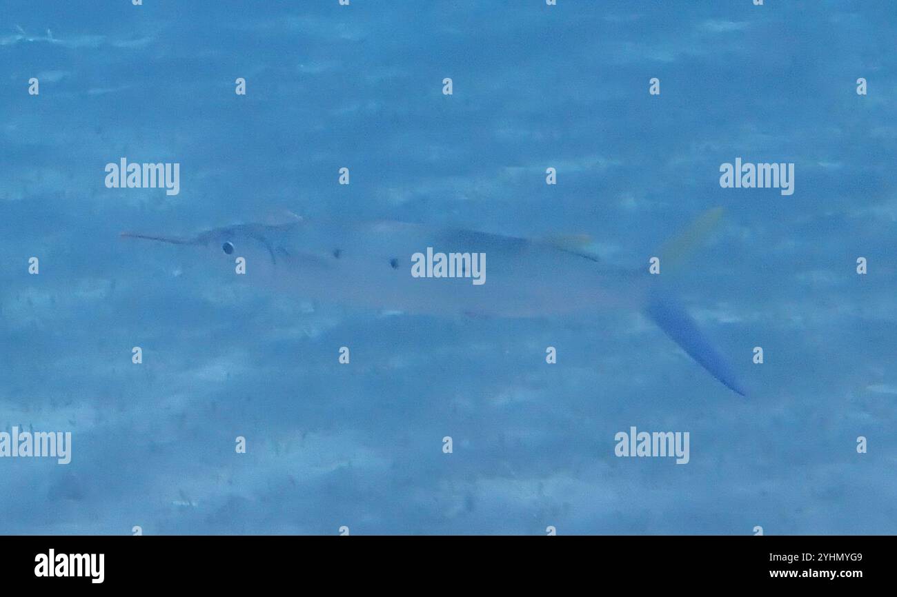 Black-barred Halfbeak (Hemiramphus far Stock Photo - Alamy