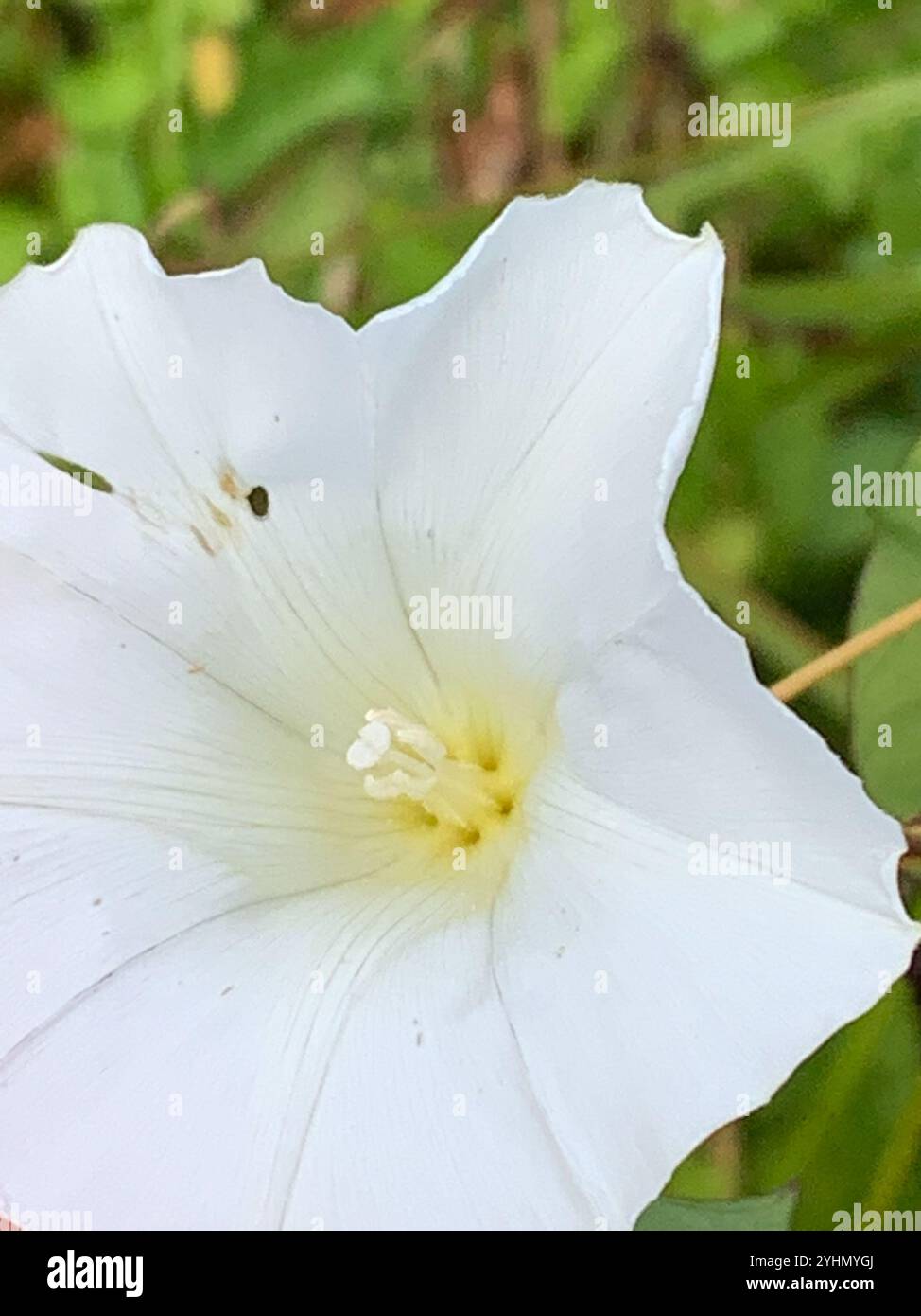 creeping hedge bindweed (Calystegia sepium angulata Stock Photo - Alamy