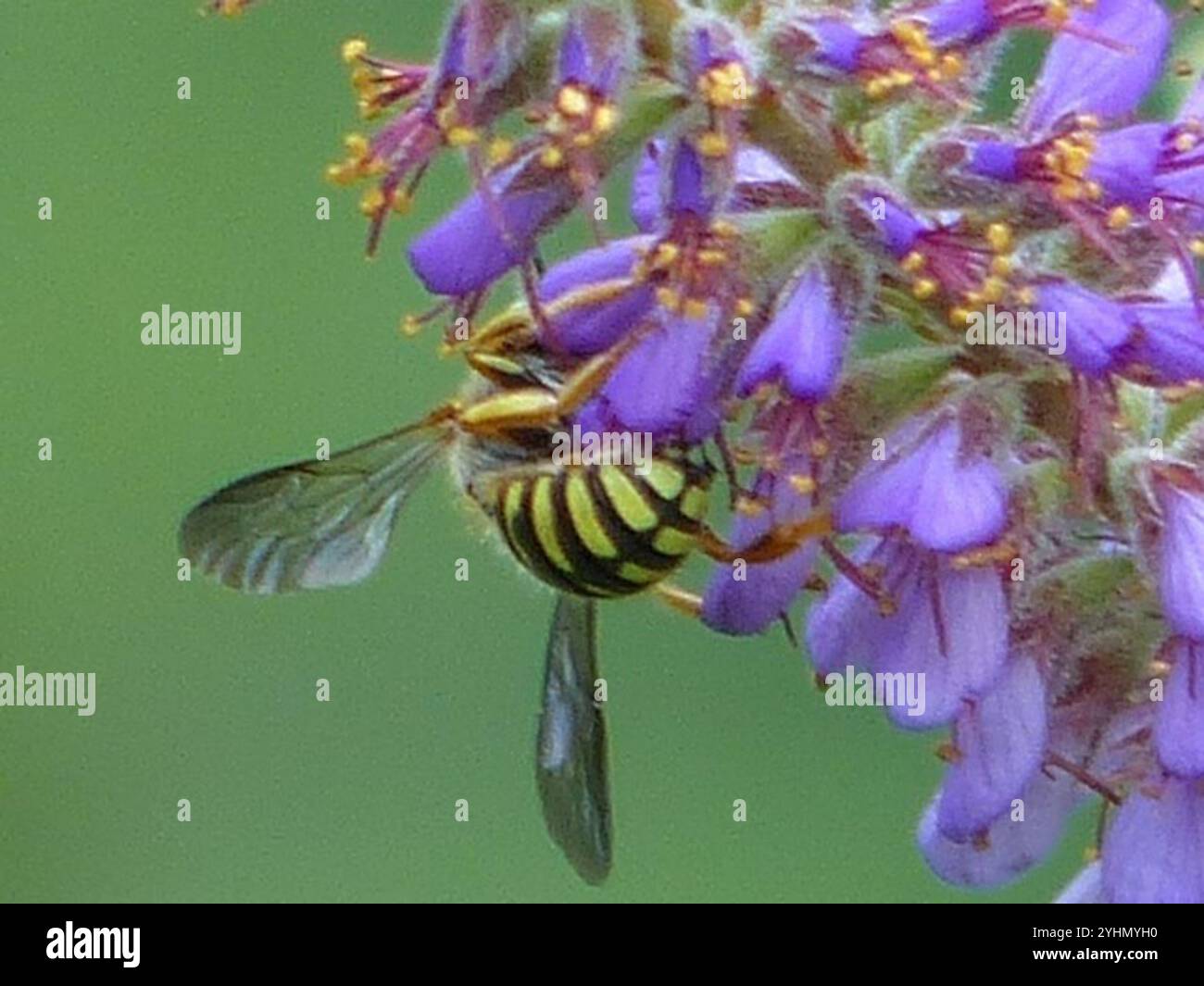 Anthidium oblongatum hi-res stock photography and images - Alamy