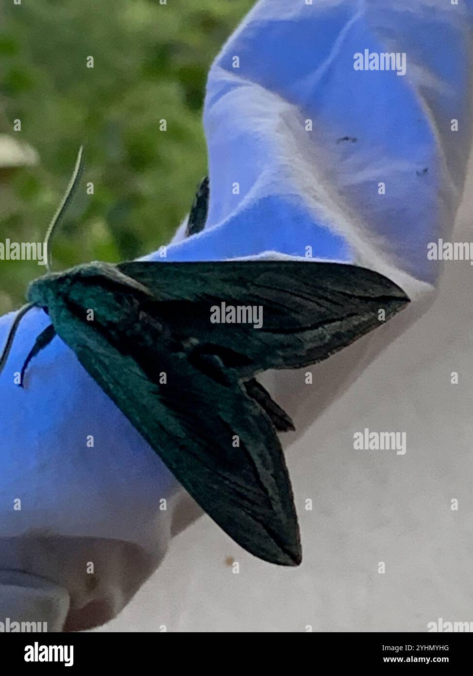 Vashti Sphinx (Sphinx vashti Stock Photo - Alamy
