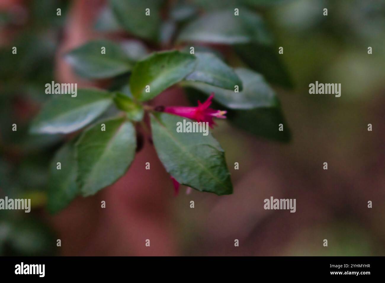 Fuchsia microphylla hi-res stock photography and images - Alamy