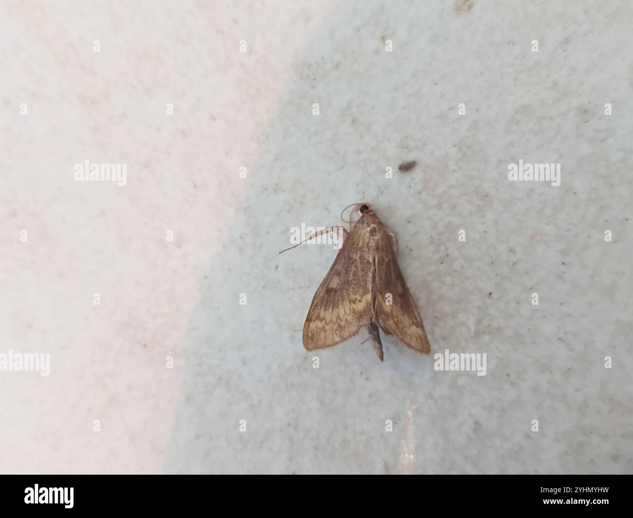 European Corn Borer Moth (Ostrinia nubilalis Stock Photo - Alamy
