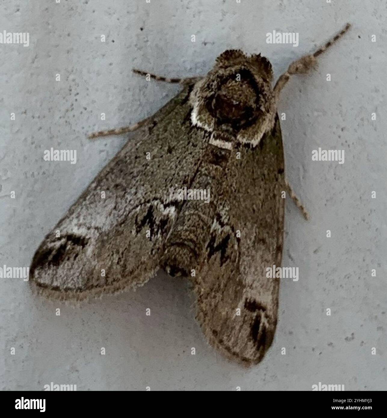Small Baileya Moth (Baileya australis Stock Photo - Alamy