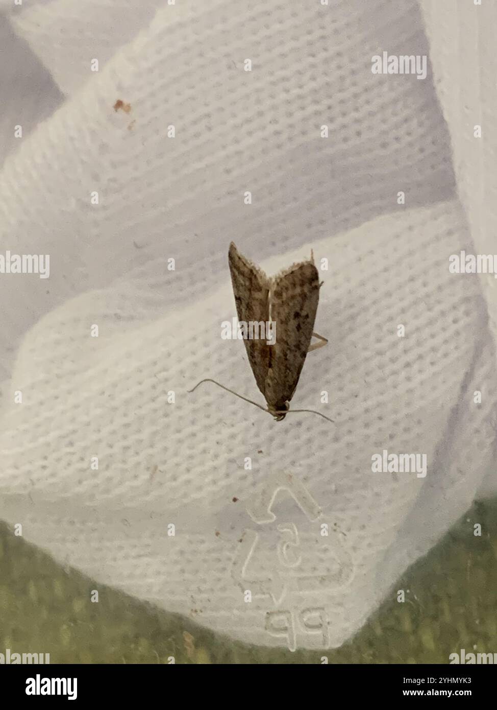 Tobacco moth (Ephestia elutella Stock Photo - Alamy