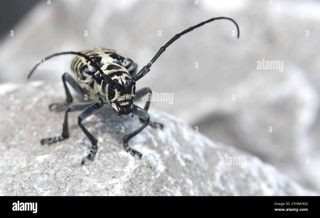 Cottonwood Borer (Plectrodera scalator Stock Photo - Alamy