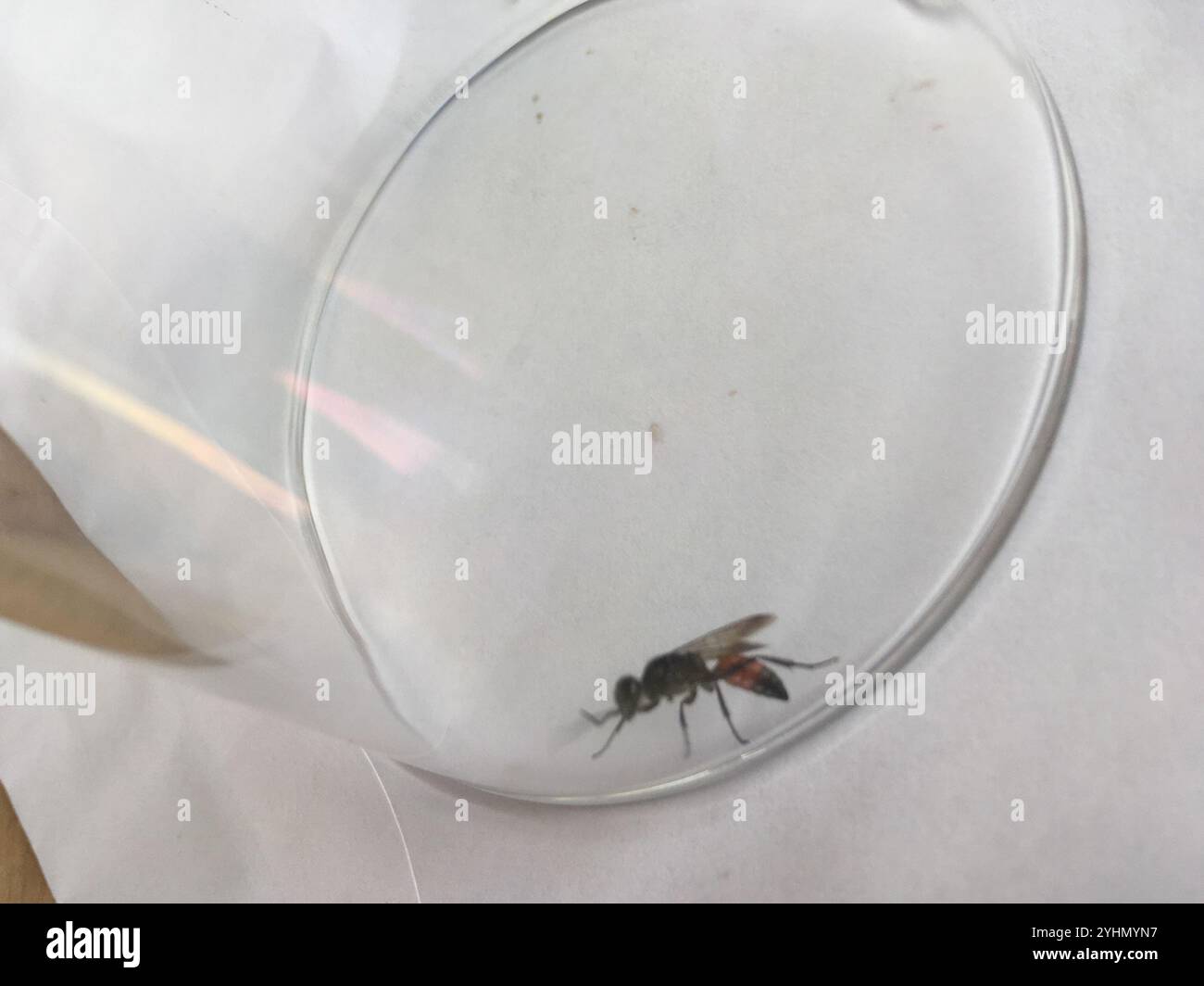 Ants, Bees, and Stinging Wasps (Aculeata Stock Photo - Alamy