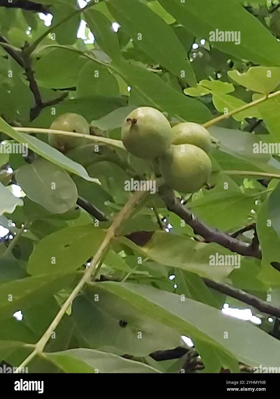 Persian walnut (Juglans regia Stock Photo - Alamy