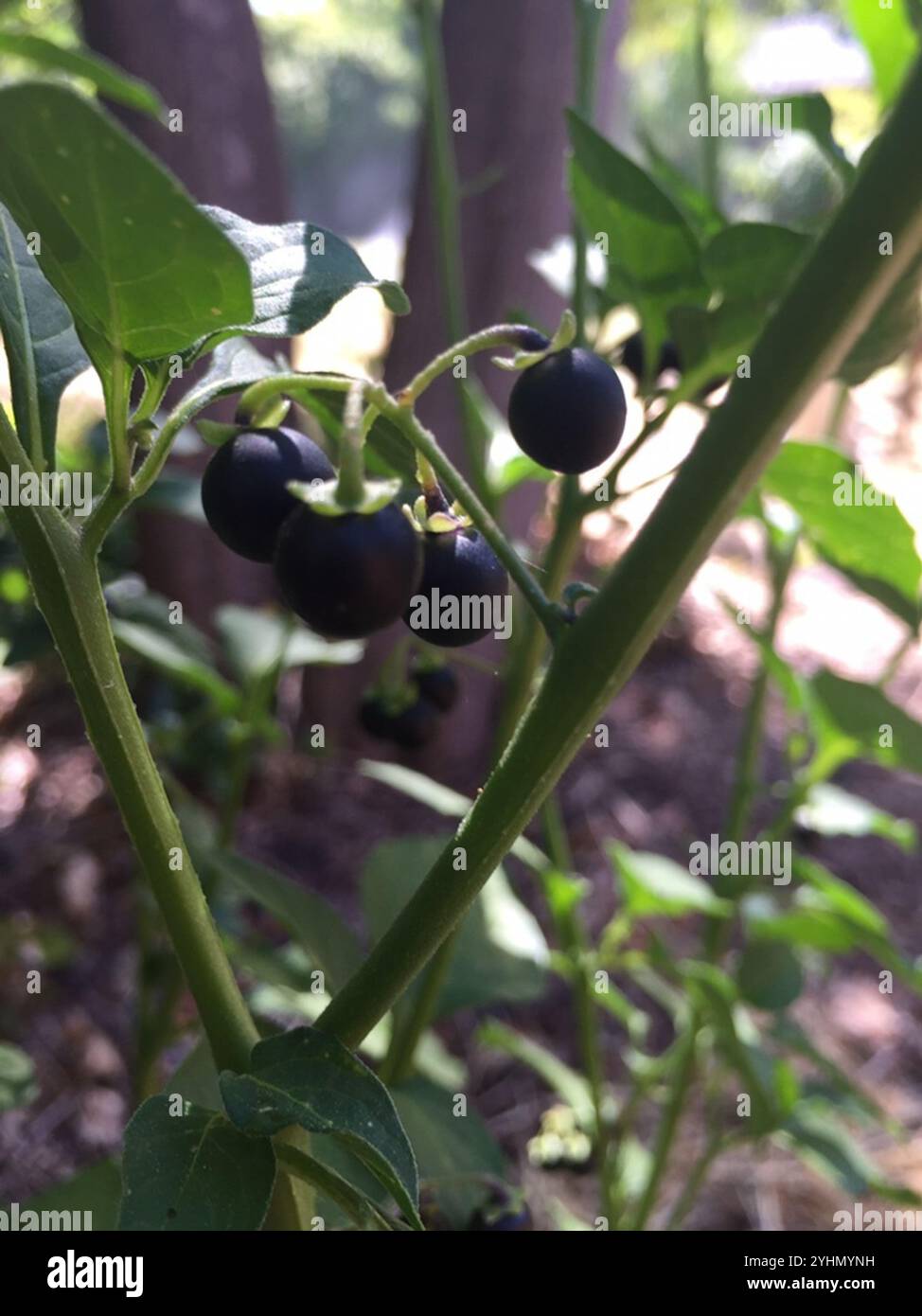 black nightshade (Solanum nigrum Stock Photo - Alamy