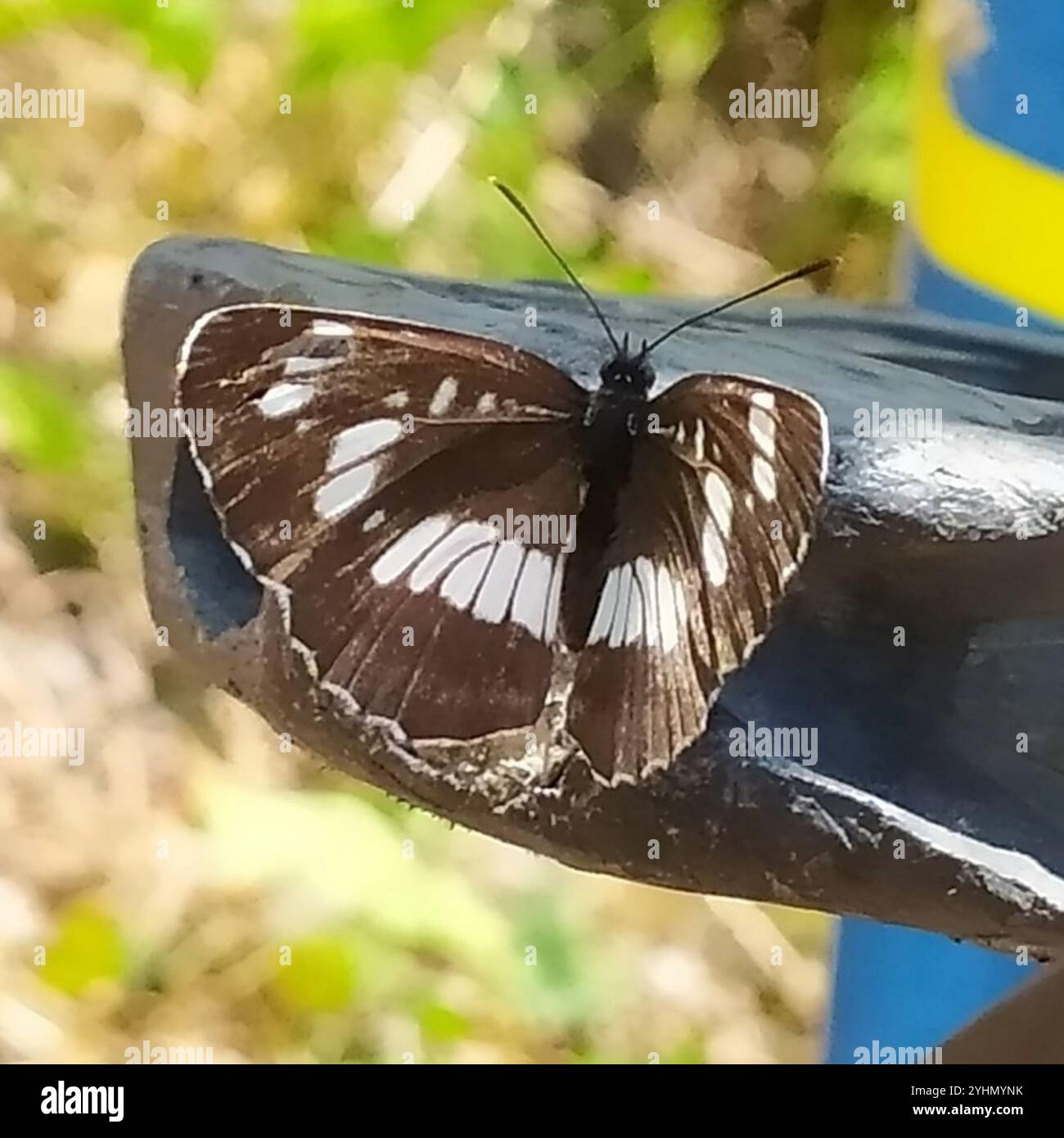 Hungarian Glider (Neptis rivularis Stock Photo - Alamy