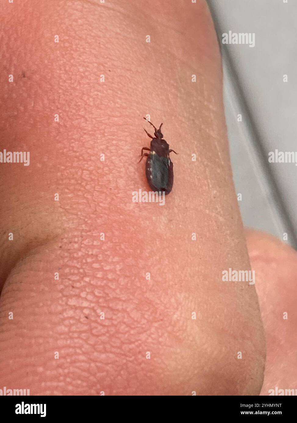 Flat Bugs (Aradidae Stock Photo - Alamy