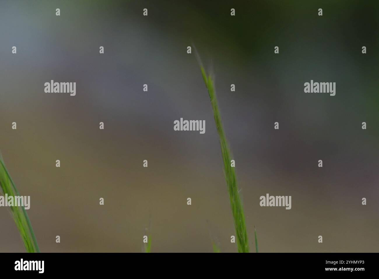 rattail sixweeks grass (Festuca myuros Stock Photo - Alamy