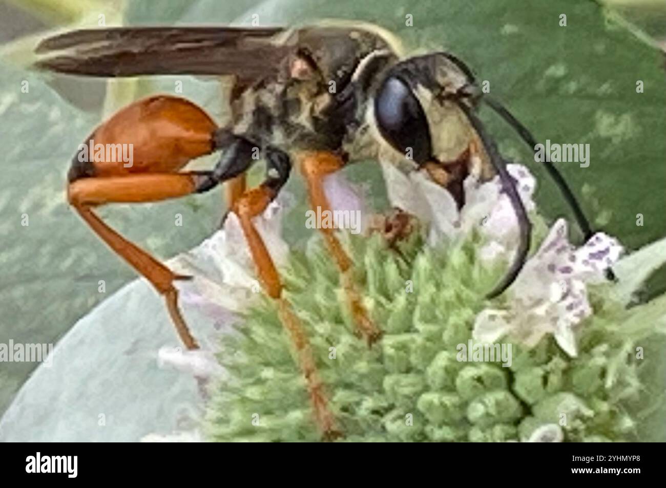 Great Golden Digger Wasp (Sphex ichneumoneus Stock Photo - Alamy