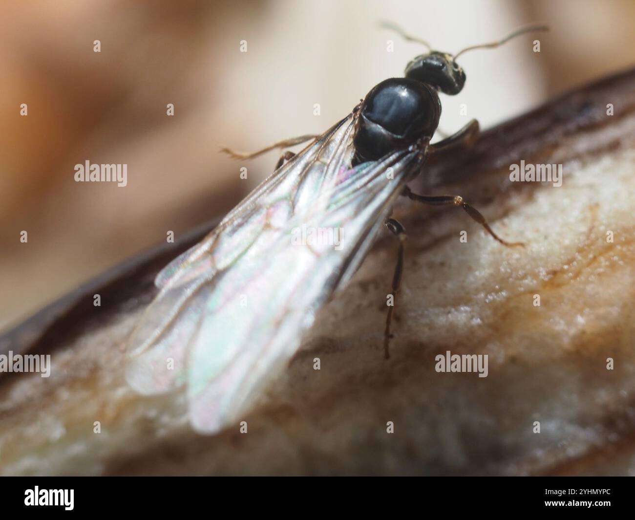 Citronella Ants, Fuzzy Ants, and Allies (Lasius Stock Photo - Alamy