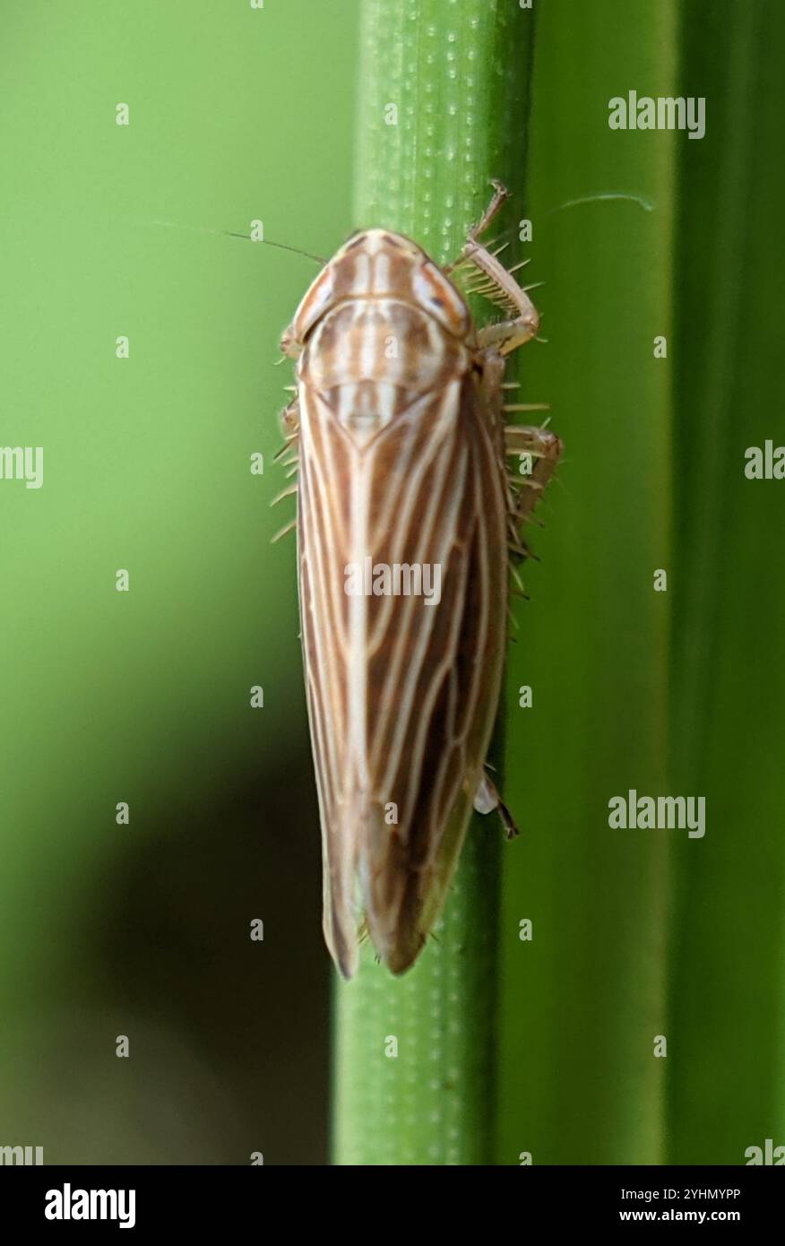 True Hoppers (Auchenorrhyncha Stock Photo - Alamy