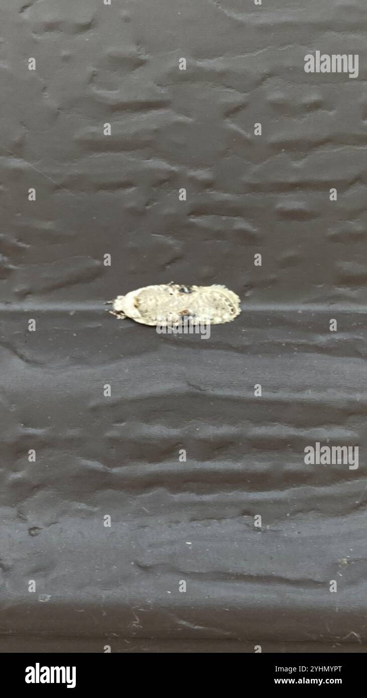 Poison hemlock moth (Agonopterix alstroemeriana Stock Photo - Alamy