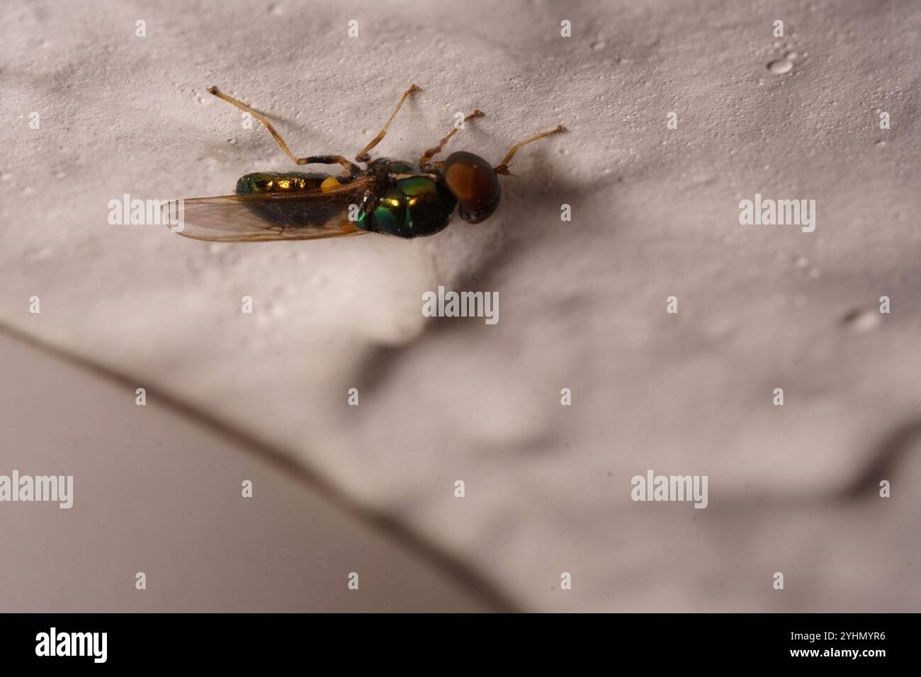 Black-horned Gem Fly (Microchrysa polita Stock Photo - Alamy