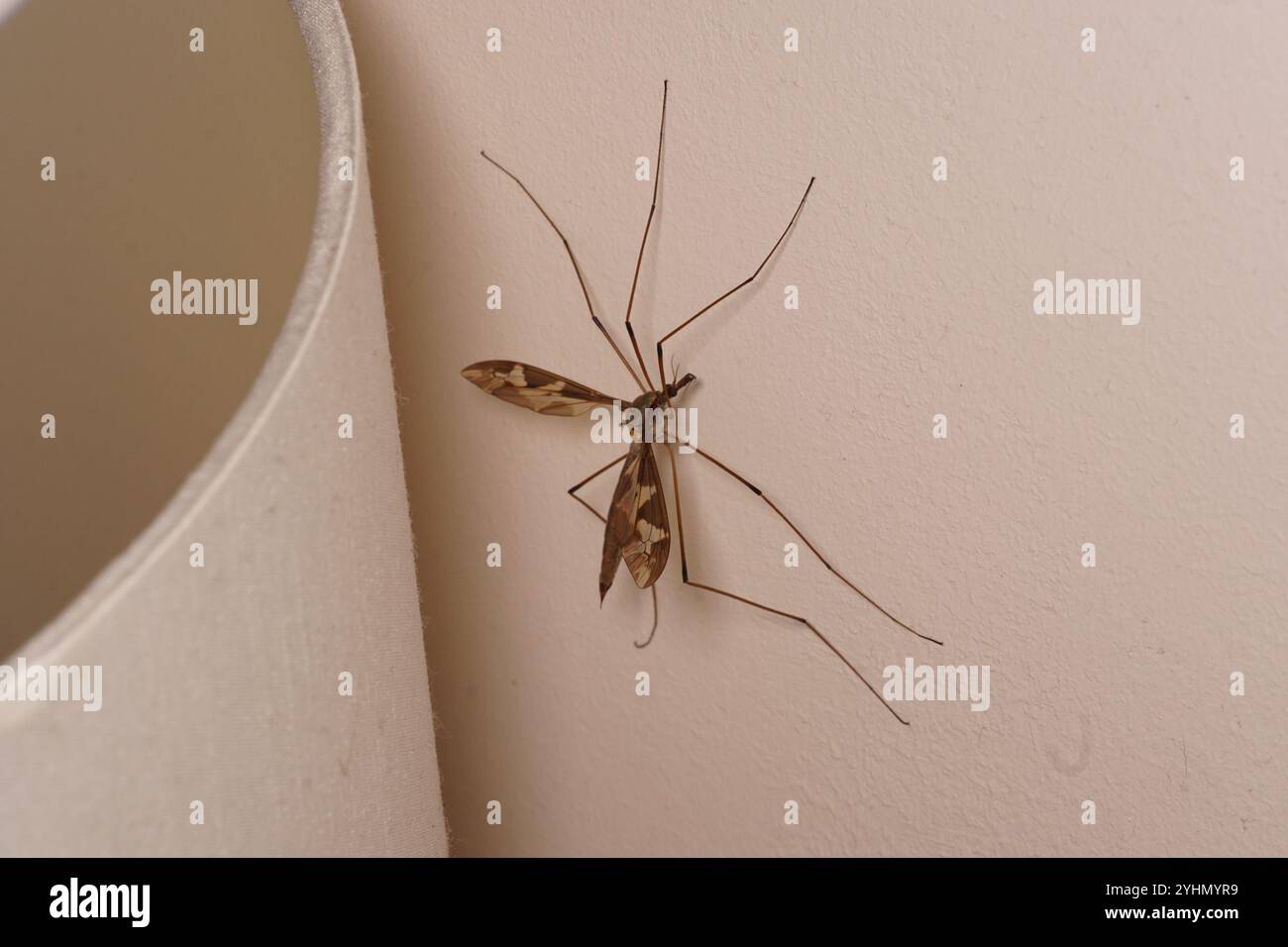 Giant cranefly (Tipula maxima Stock Photo - Alamy