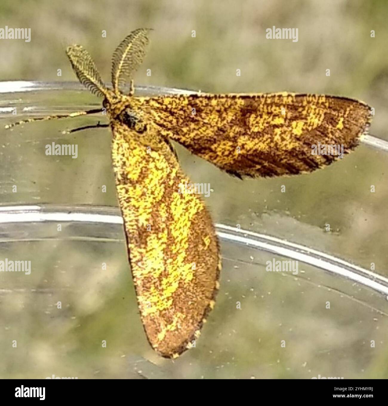 Common Heath (Ematurga atomaria Stock Photo - Alamy