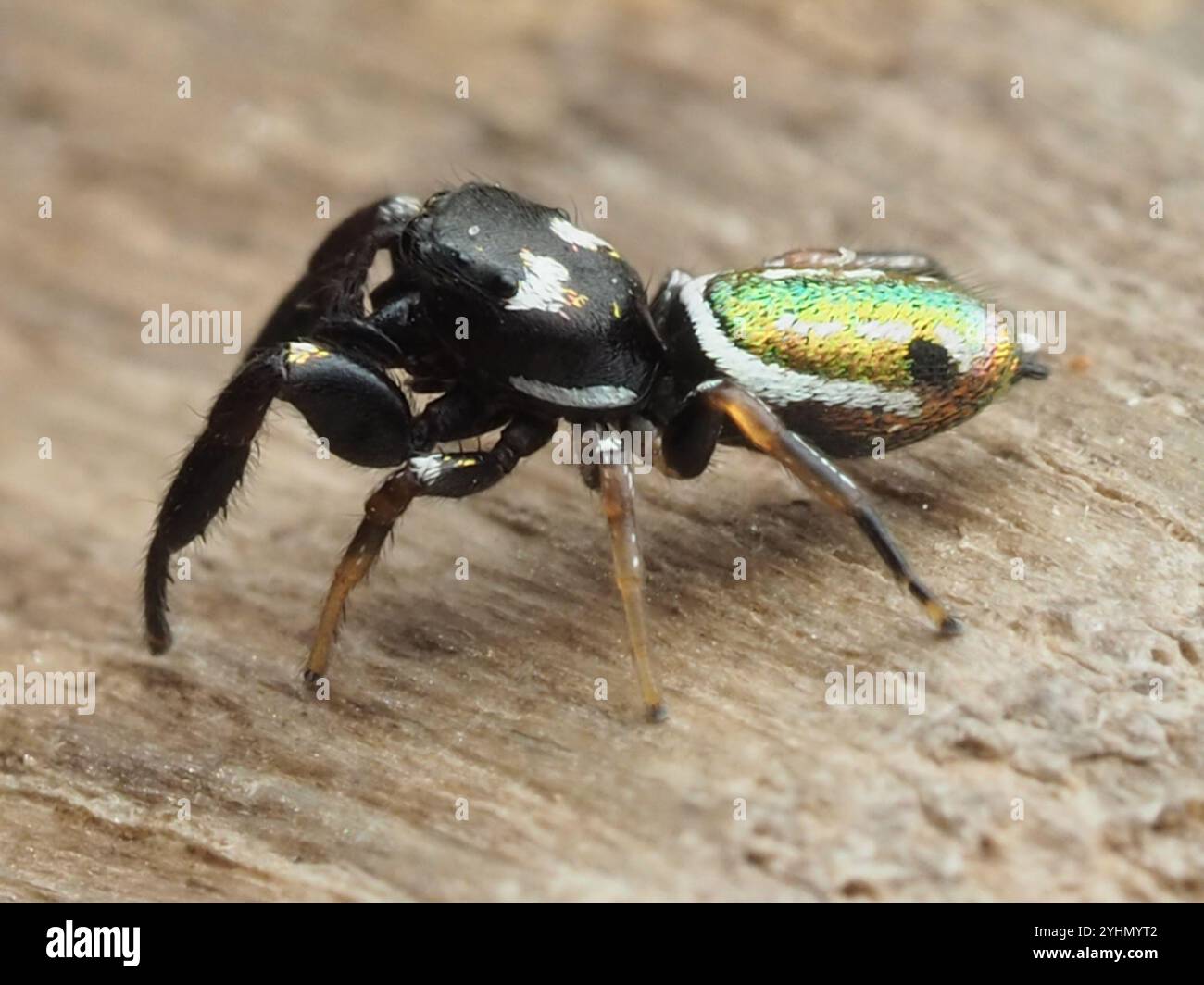 Buttonhook Leafbeetle Jumping Spider (Sassacus vitis Stock Photo - Alamy