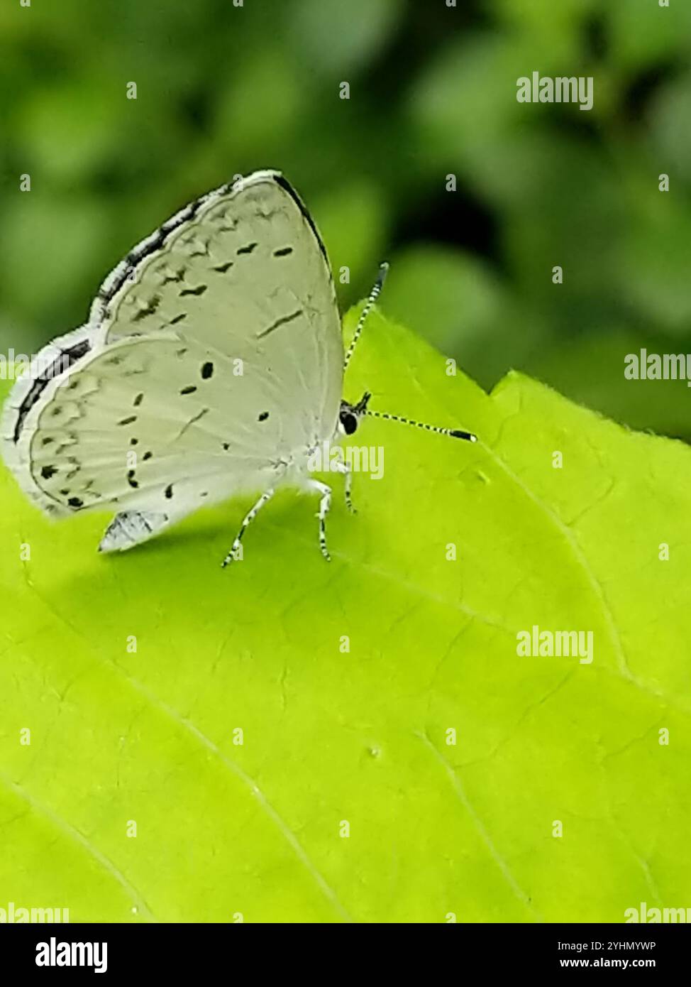 Summer Azure (Celastrina neglecta Stock Photo - Alamy