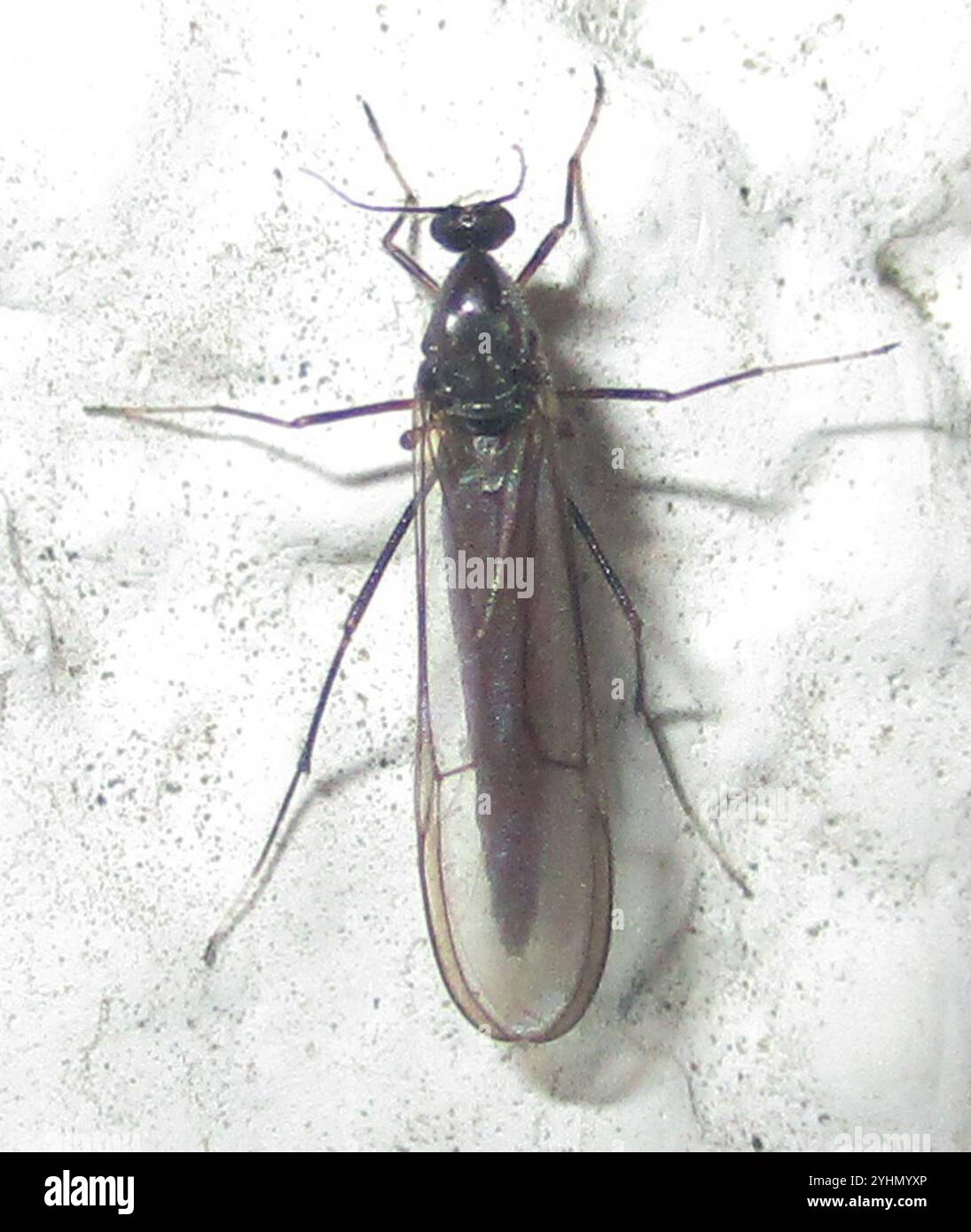 Nematoceran Flies (Nematocera Stock Photo - Alamy