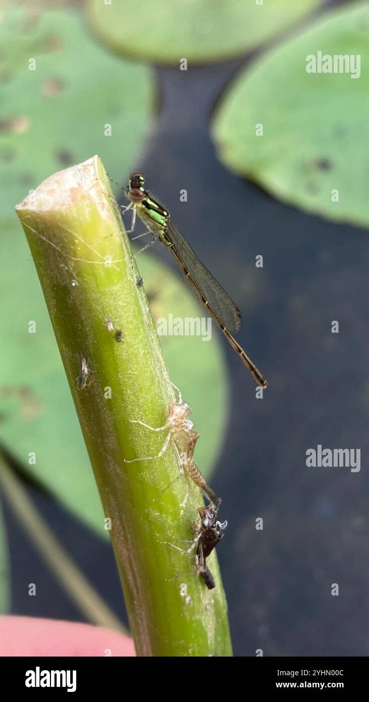 Fragile Forktail (Ischnura posita Stock Photo - Alamy