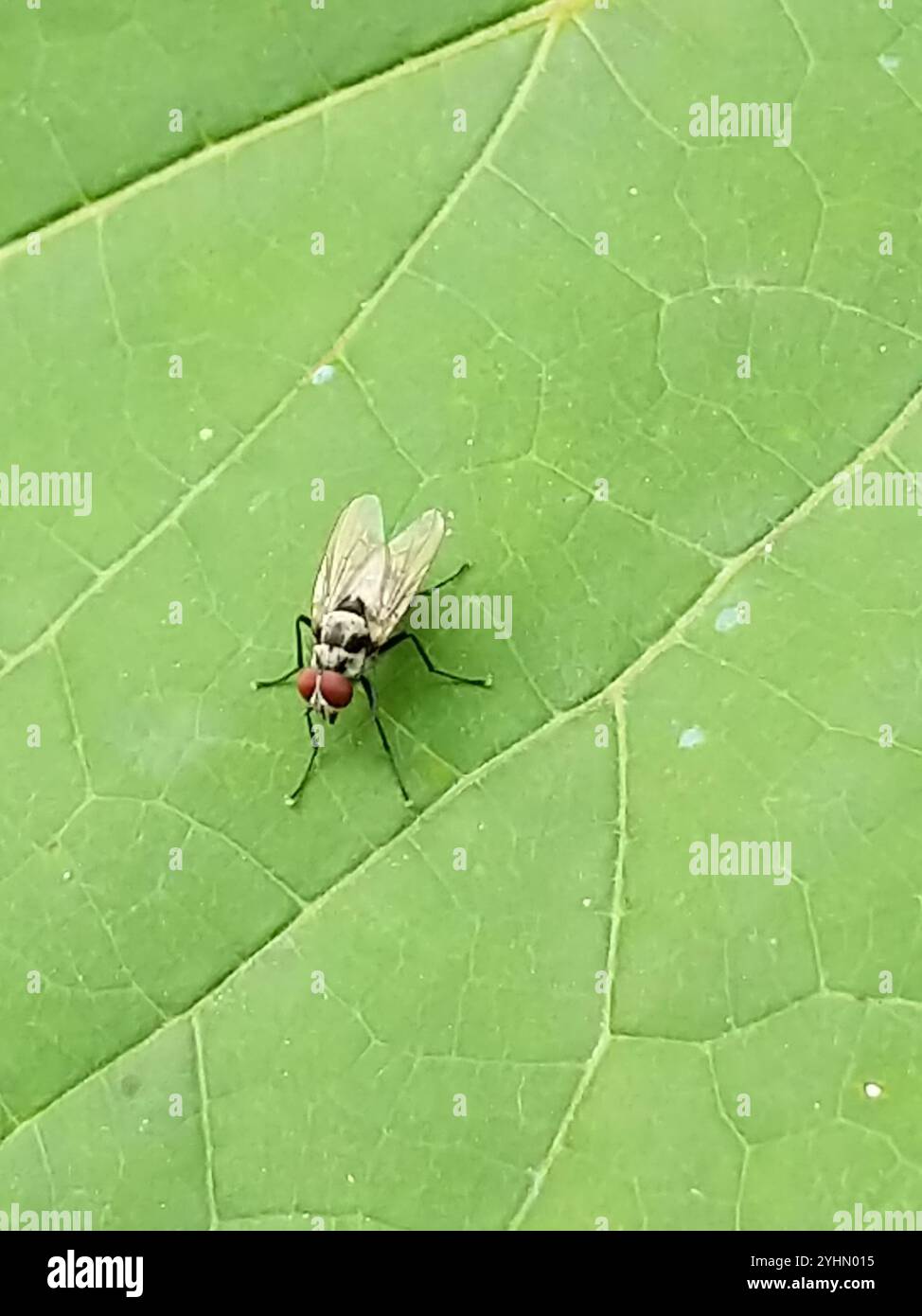 Anthomyia pluvialis hi-res stock photography and images - Alamy