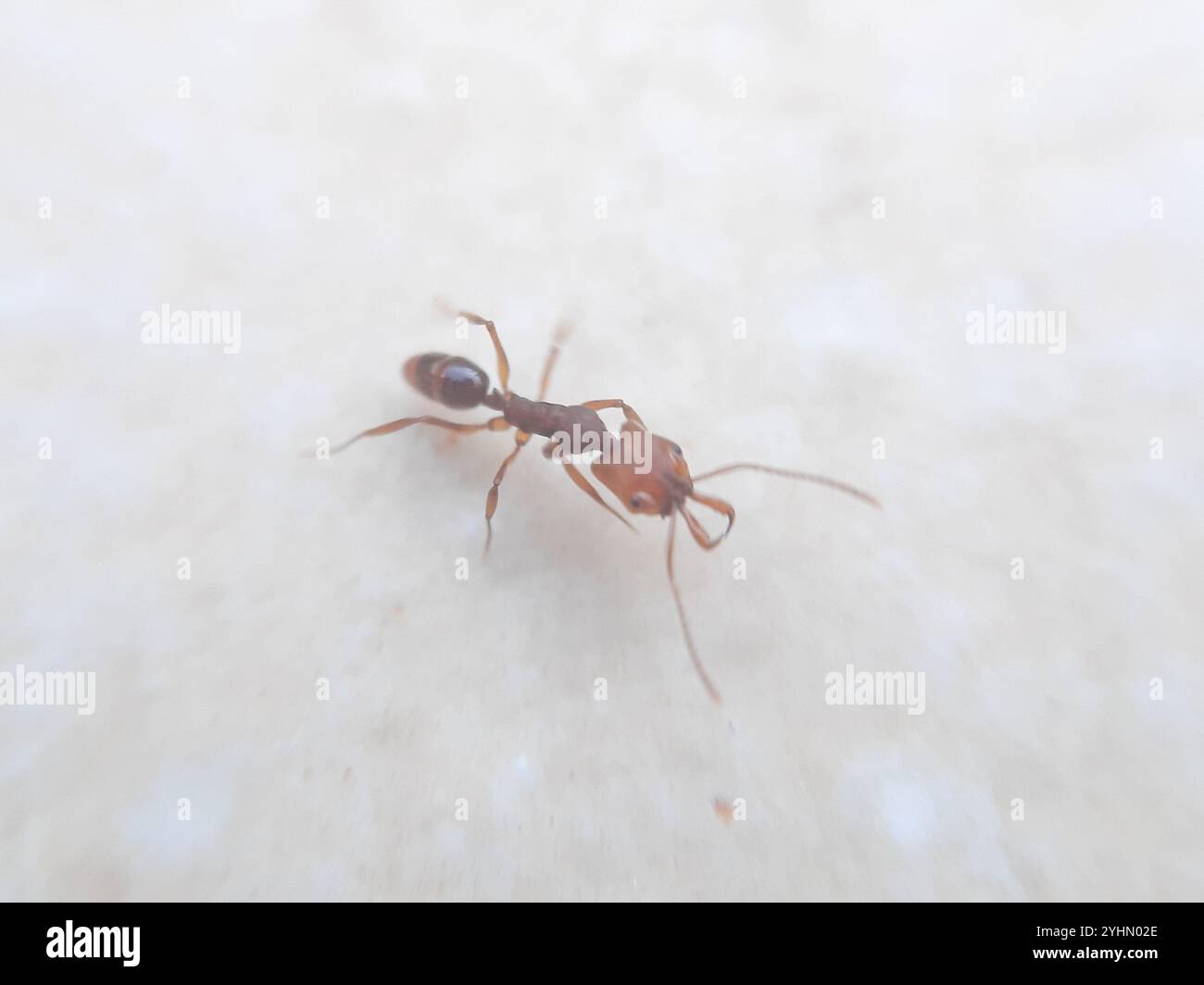 Anochetus Trap-jaw Ants (Anochetus Stock Photo - Alamy