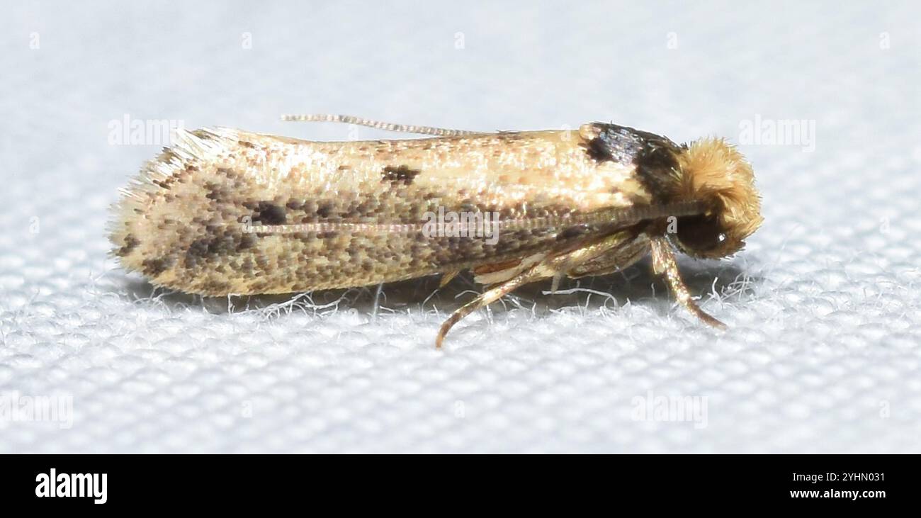 Dark-collared Tinea Moth (Tinea apicimaculella Stock Photo - Alamy