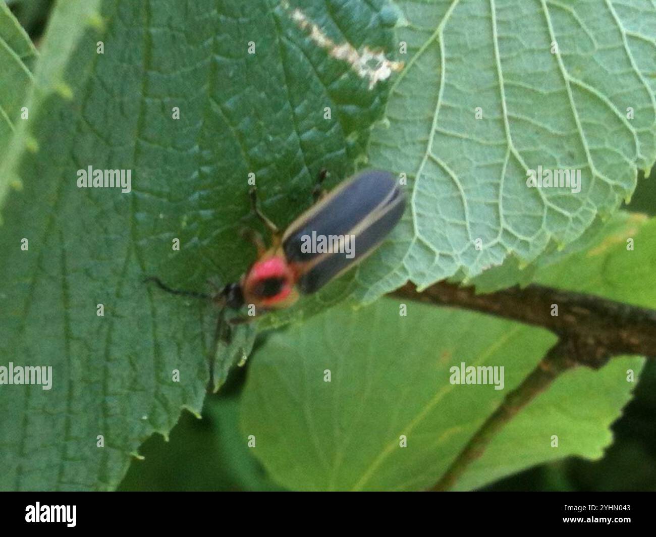 Common Eastern Firefly (Photinus pyralis Stock Photo - Alamy