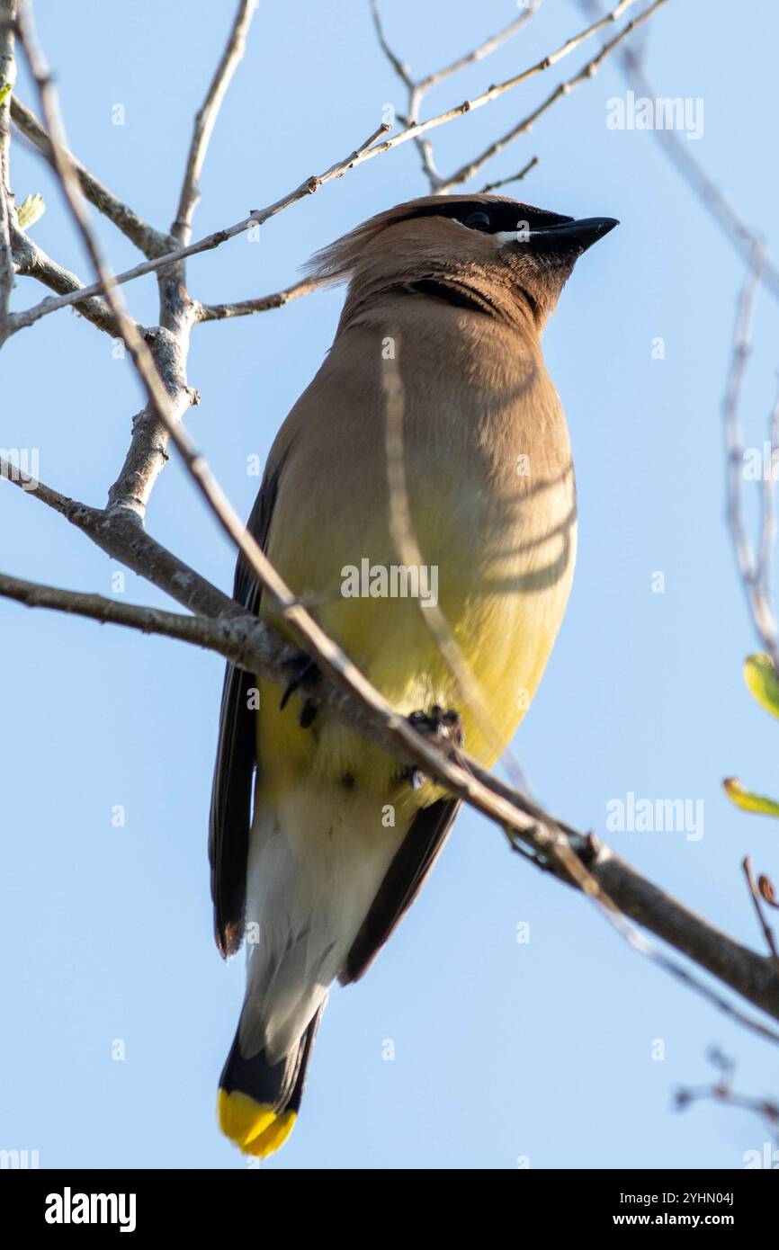 Cedar Waxwing (Bombycilla cedrorum Stock Photo - Alamy