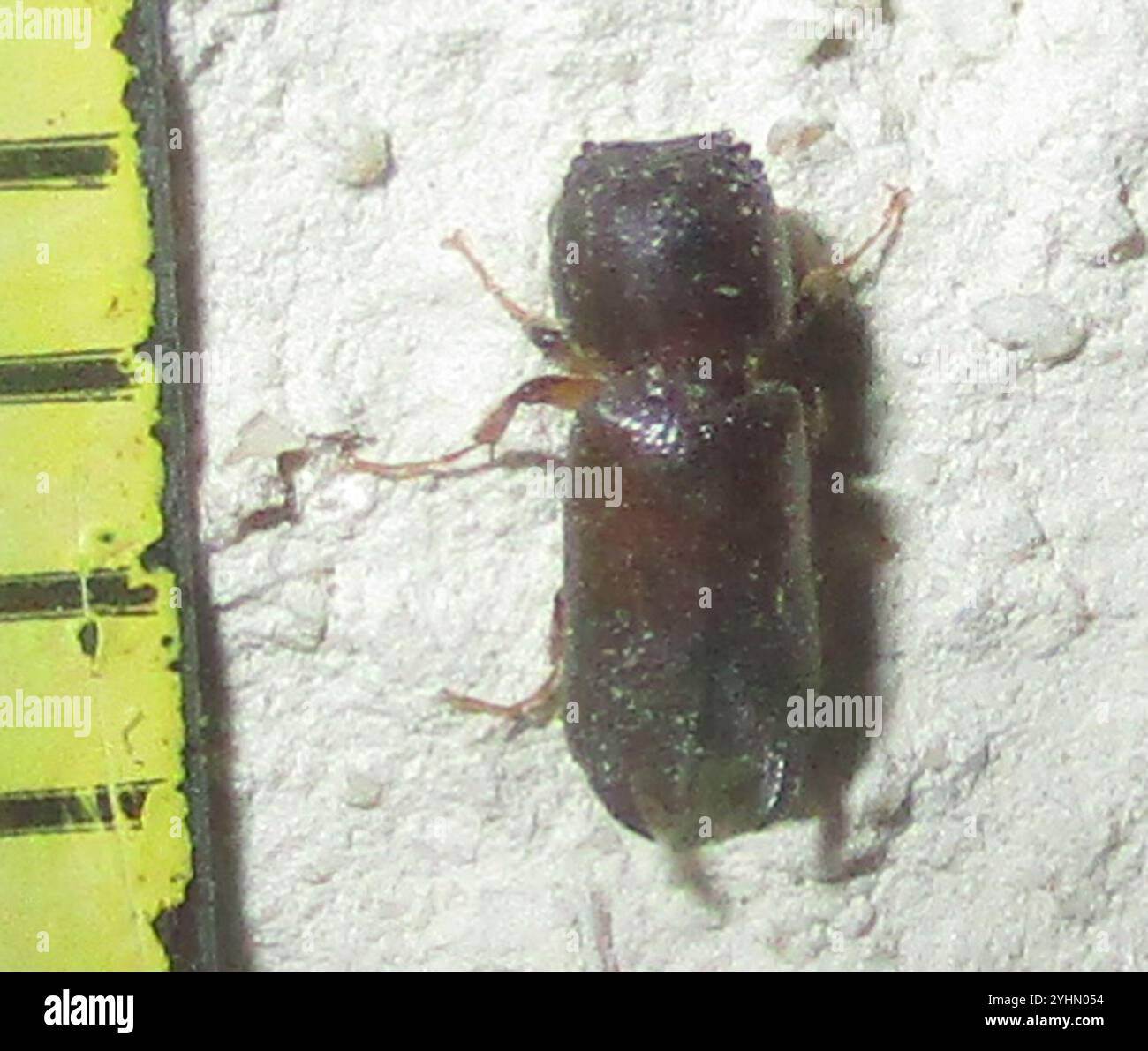 Auger Beetles (Bostrichidae Stock Photo - Alamy