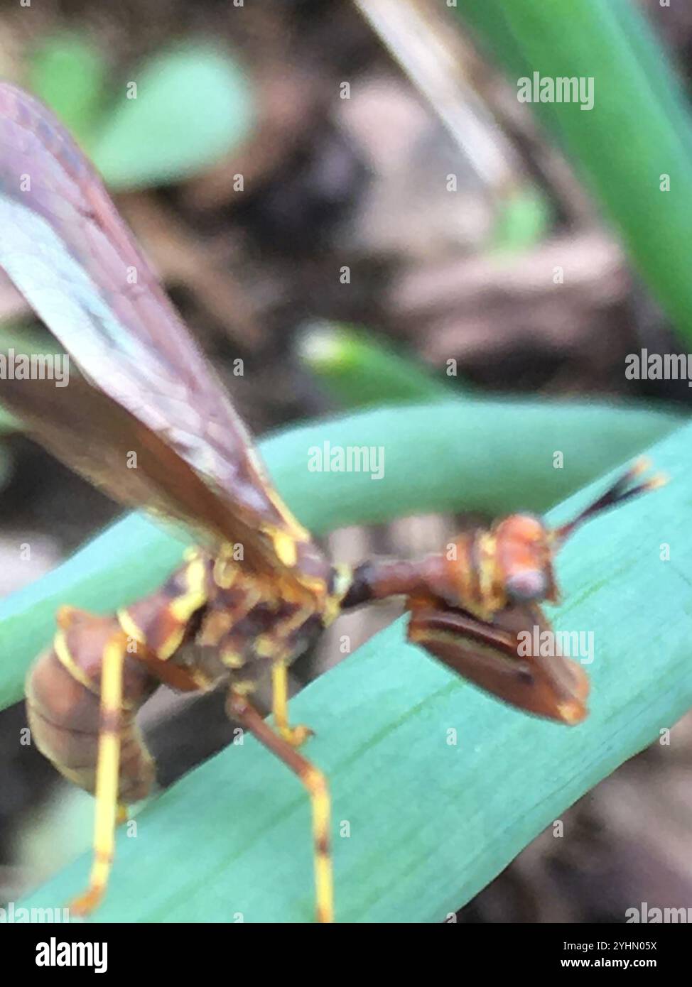 Brown Wasp Mantidfly (Climaciella brunnea Stock Photo - Alamy