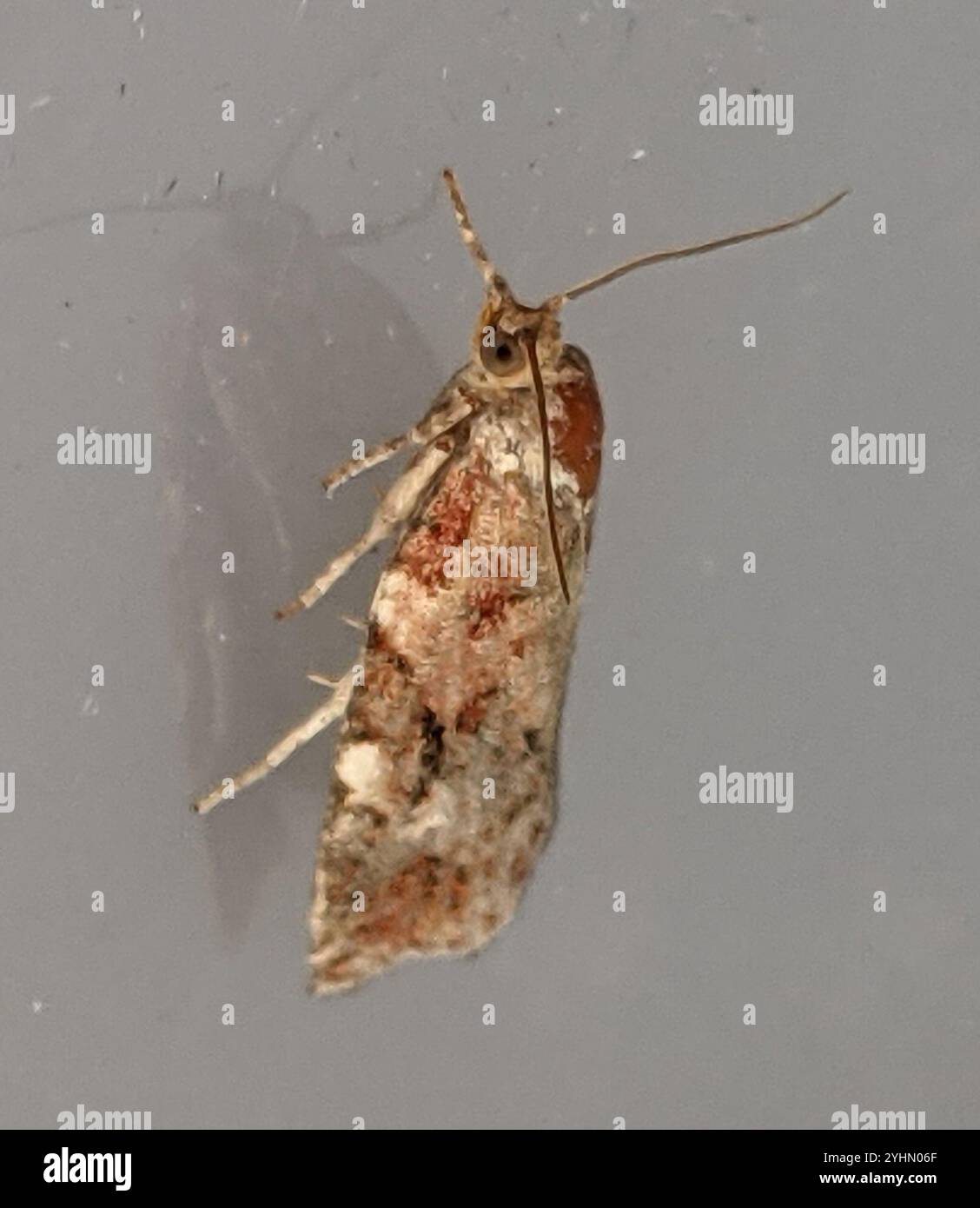 Fruit-tree Leafroller Moth (Archips argyrospila Stock Photo - Alamy