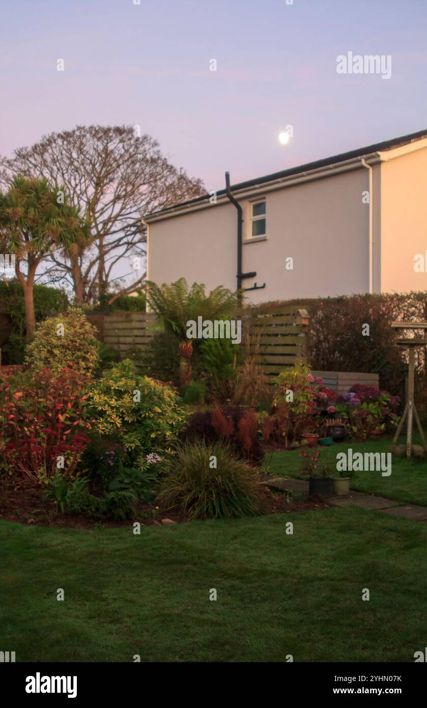 12 November 2024 A suburban garden in mid November twilight wirh a ...