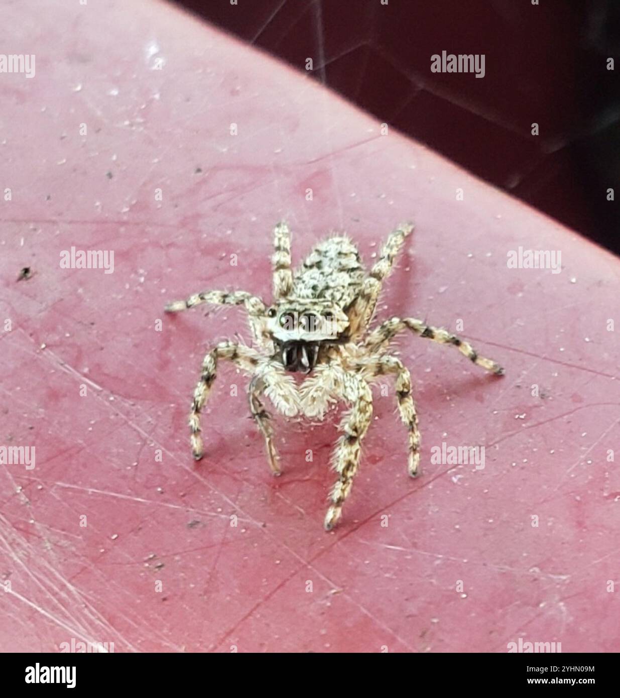 Tan Jumping Spider (Platycryptus undatus Stock Photo - Alamy