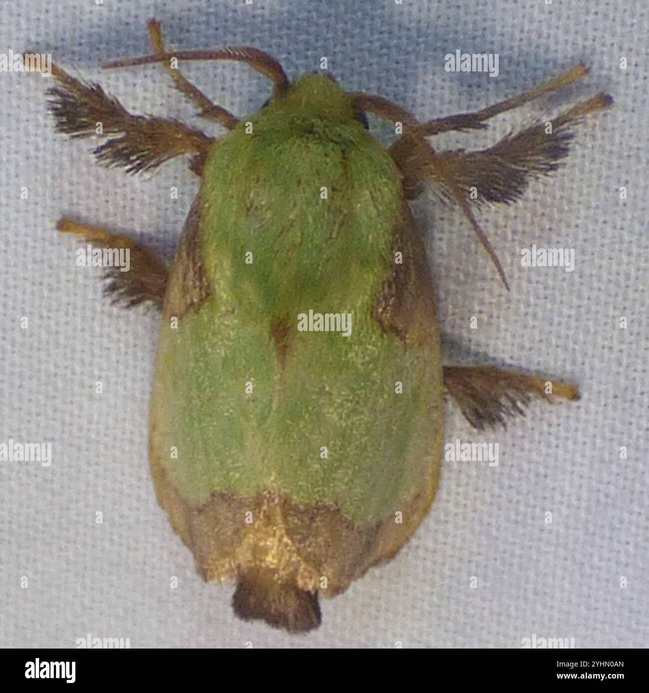 Stinging Rose Caterpillar Moth (Parasa indetermina Stock Photo - Alamy