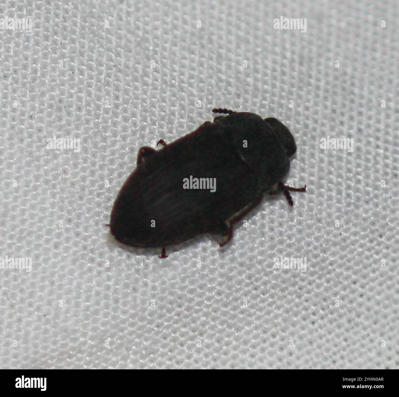 Dusty Surface Beetles (Gonocephalum Stock Photo - Alamy