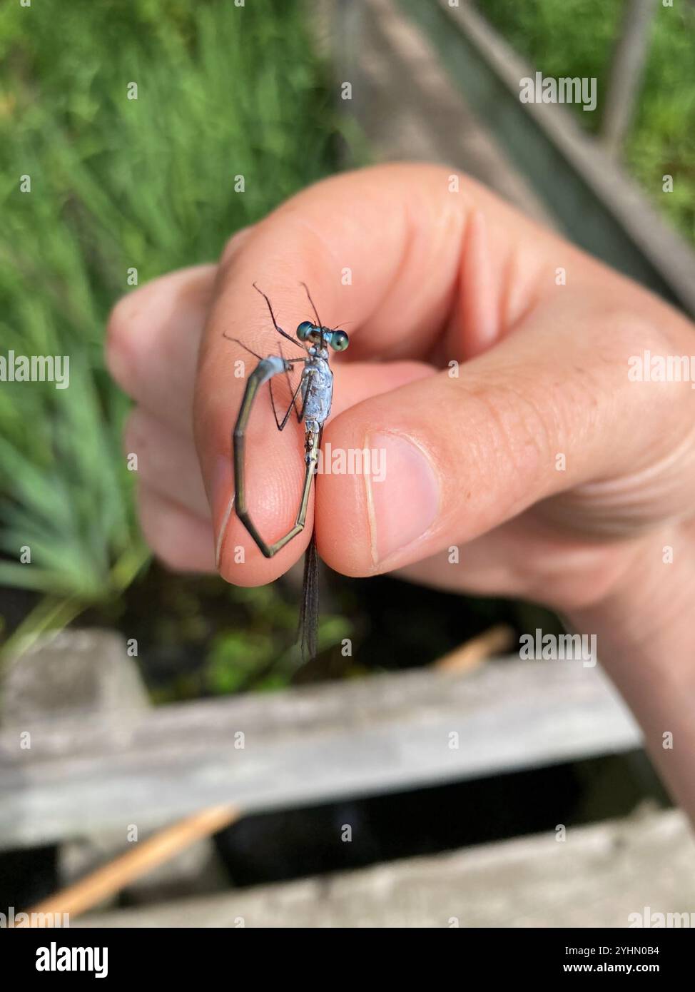 Lestes vigilax hi-res stock photography and images - Alamy